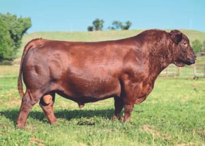 FOREIGNER – Select – Debernardi