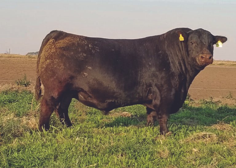 MAC ANGUS – Select – Debernardi